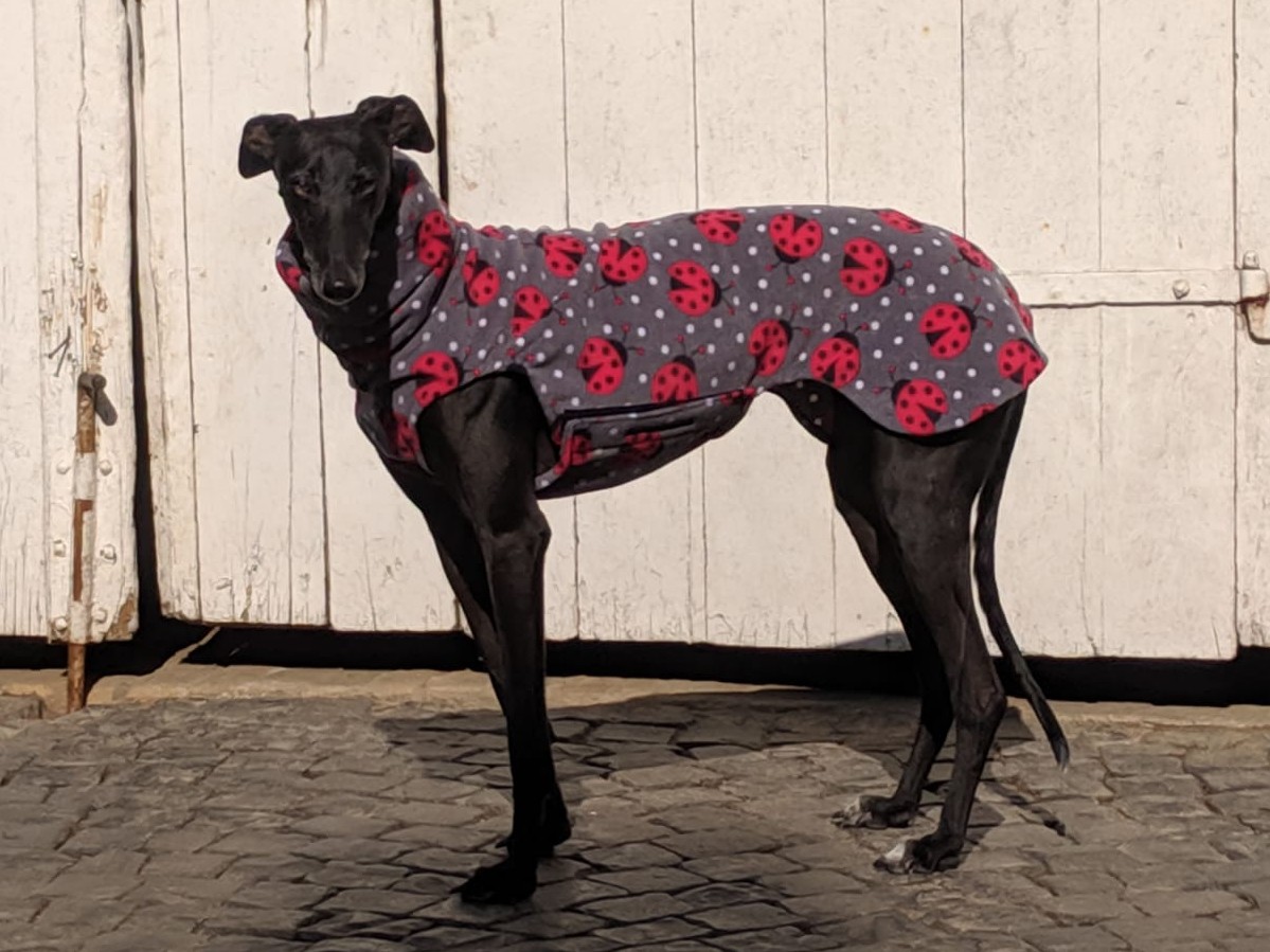 Windhundmode - Windhundbekleidung und Hundehalsbänder in hoher Qualität ...