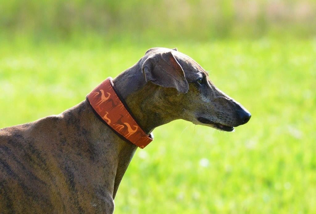 Windhundmode - Windhundbekleidung und Hundehalsbänder in hoher Qualität ...