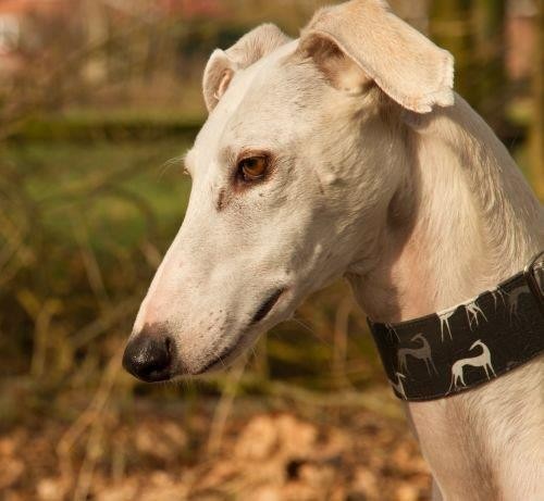 Windhundmode - Windhundbekleidung und Hundehalsbänder in hoher Qualität ...