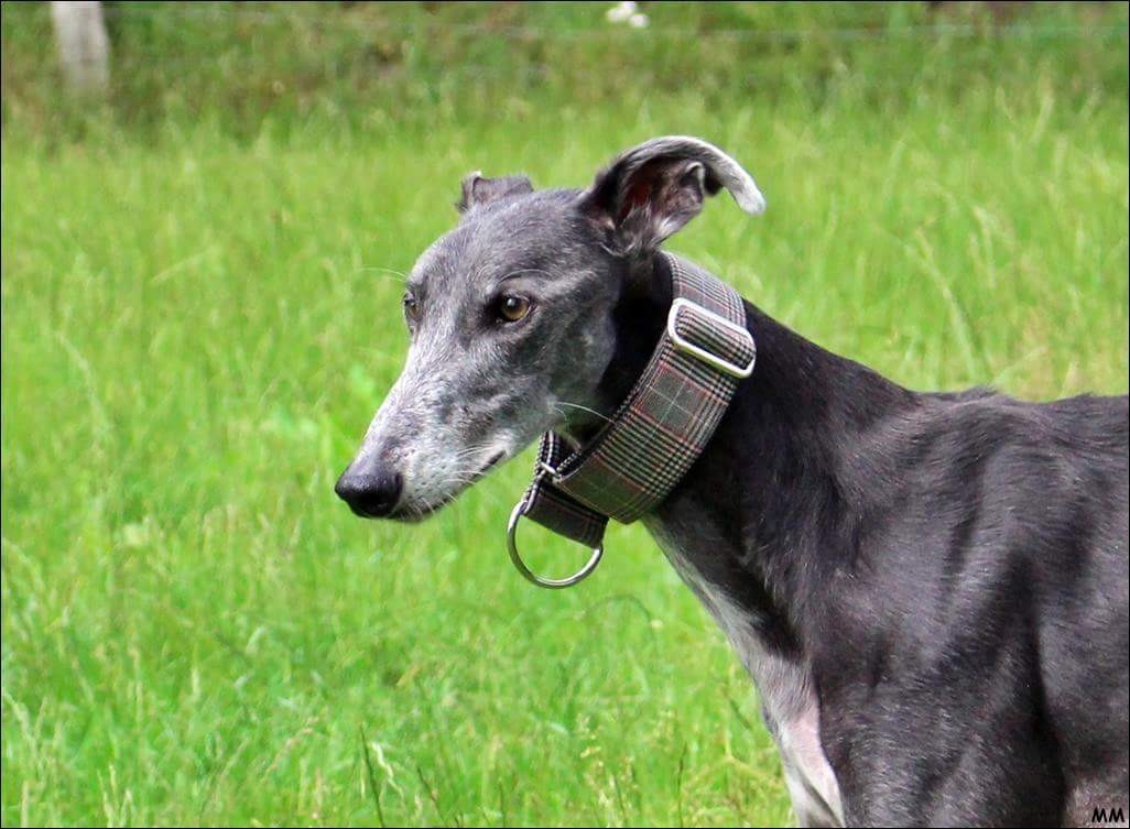 Windhundmode - Windhundbekleidung und Hundehalsbänder in hoher Qualität ...